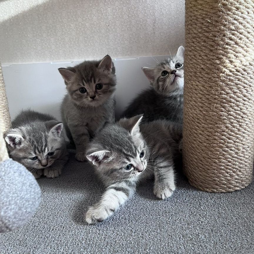 Британские котята