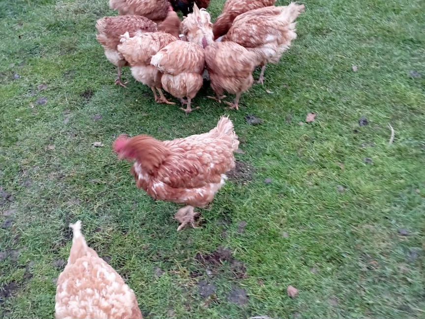 Куры несушки ломан браун