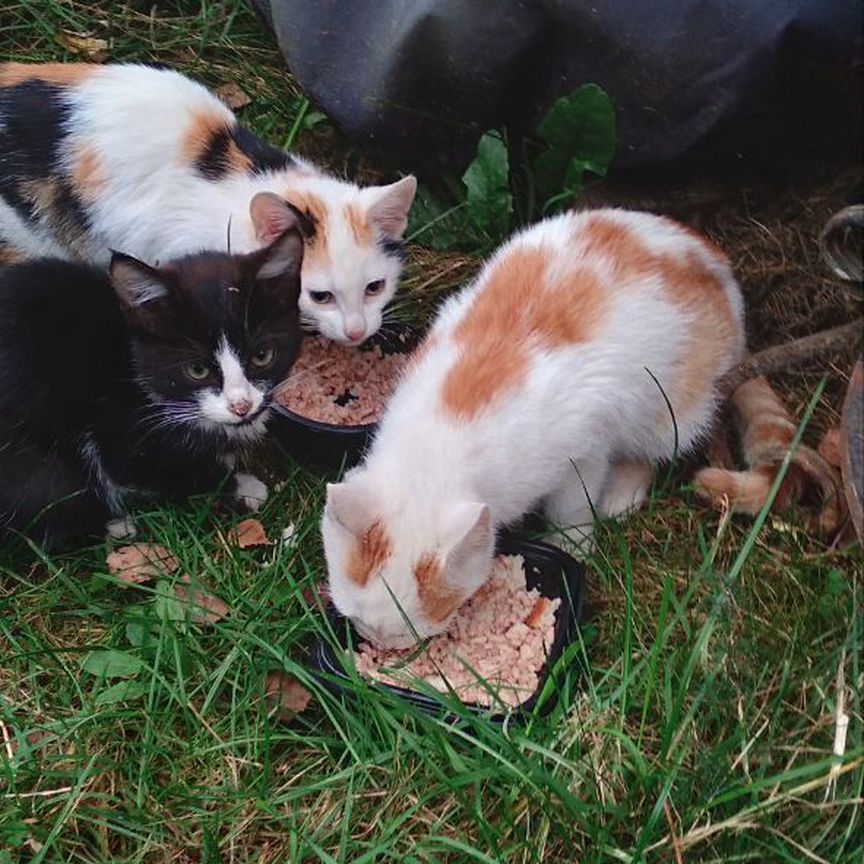 Котята в добрые руки бесплатно