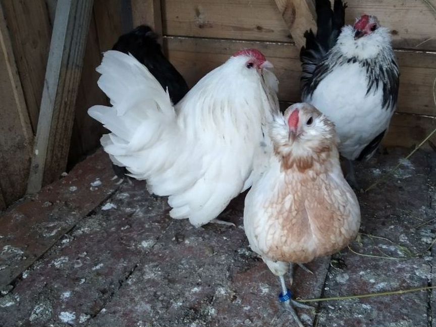 Куры антверпенская бородатая