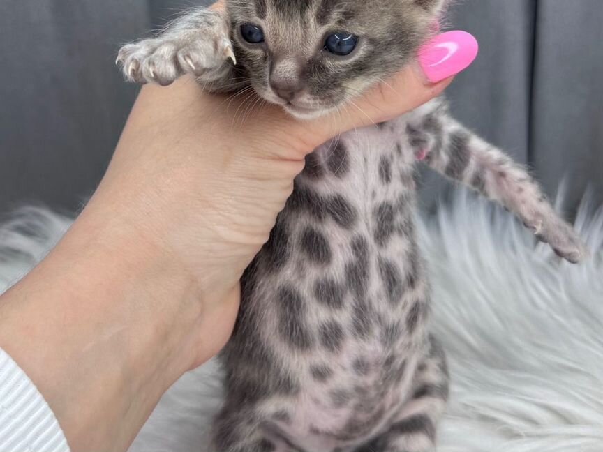 Мальчик редкий окрас