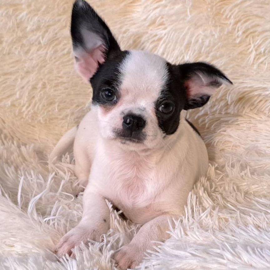 Чихуахуа, щенок