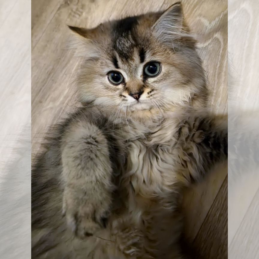 Шотландский котенок
