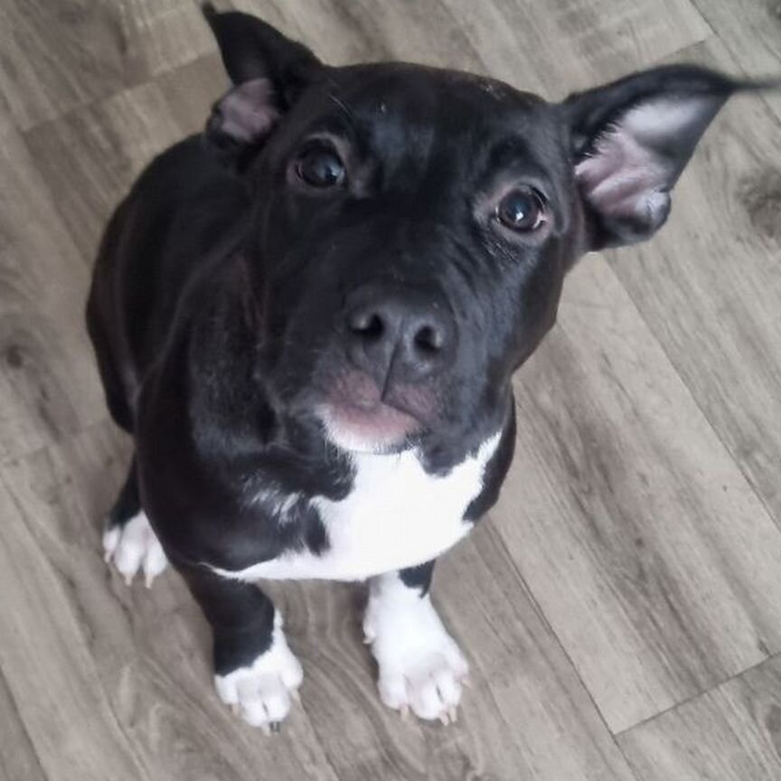 Американский стаффордширский терьер, щенок