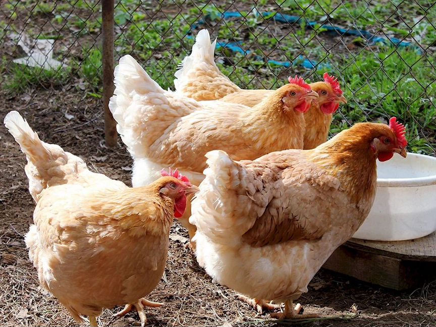 Мясояичные Куры