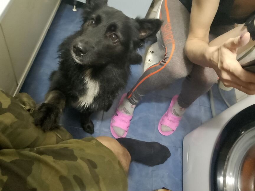 Собака в добрые руки отдам бесплатно