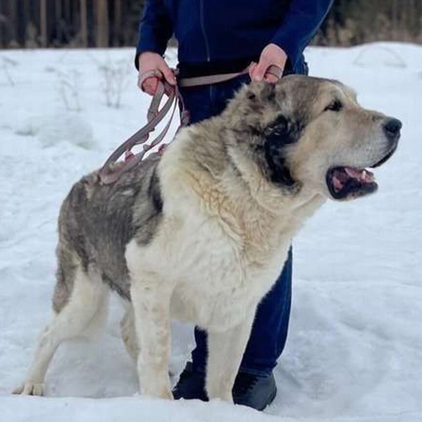 Самый добрый алабай ищет своего человека