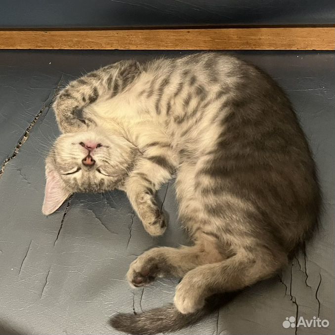 Три сестрицы, котята