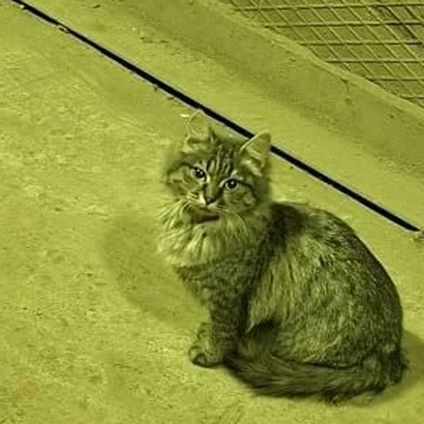 Взрослая, кошка в добрые руки