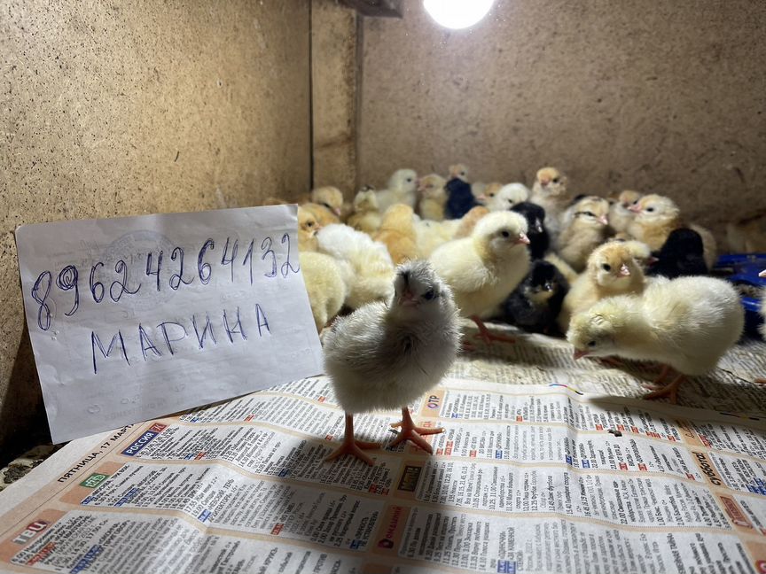 Цыплята брама, полубрама, легорка, серебро и тд