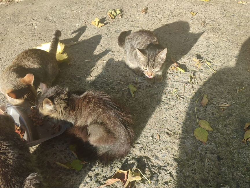 4 котенка, живут на улице
