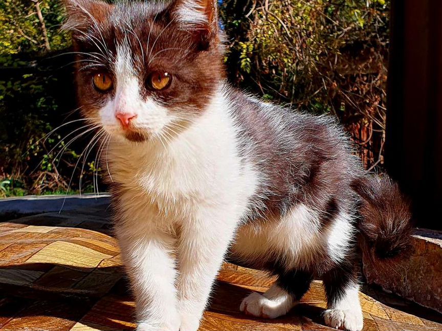 Котик Яша