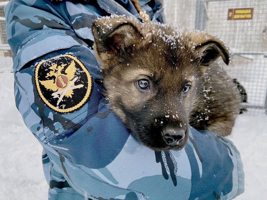 Умные щенки от дрессированных овчарок