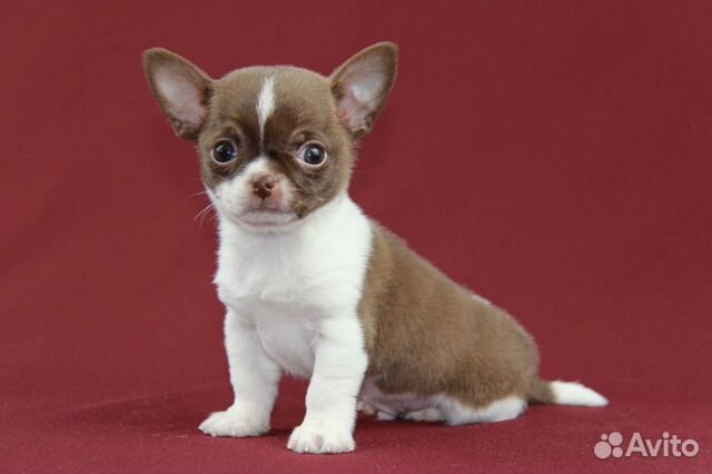 Чихуахуа, красивый миниатюрный мальчишечка