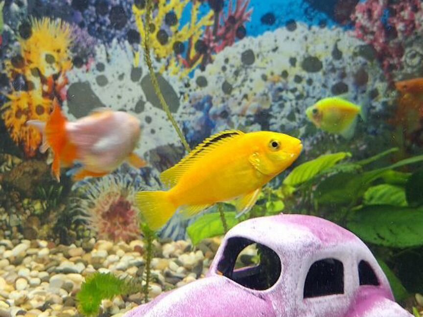 Цихлиды еллоу