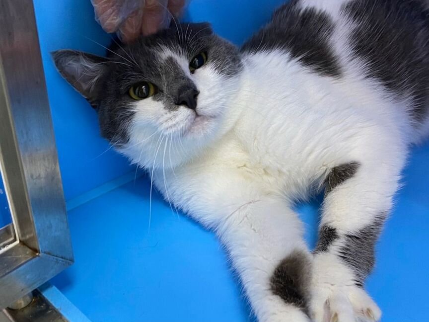 Котенок с веселыми пятнышками