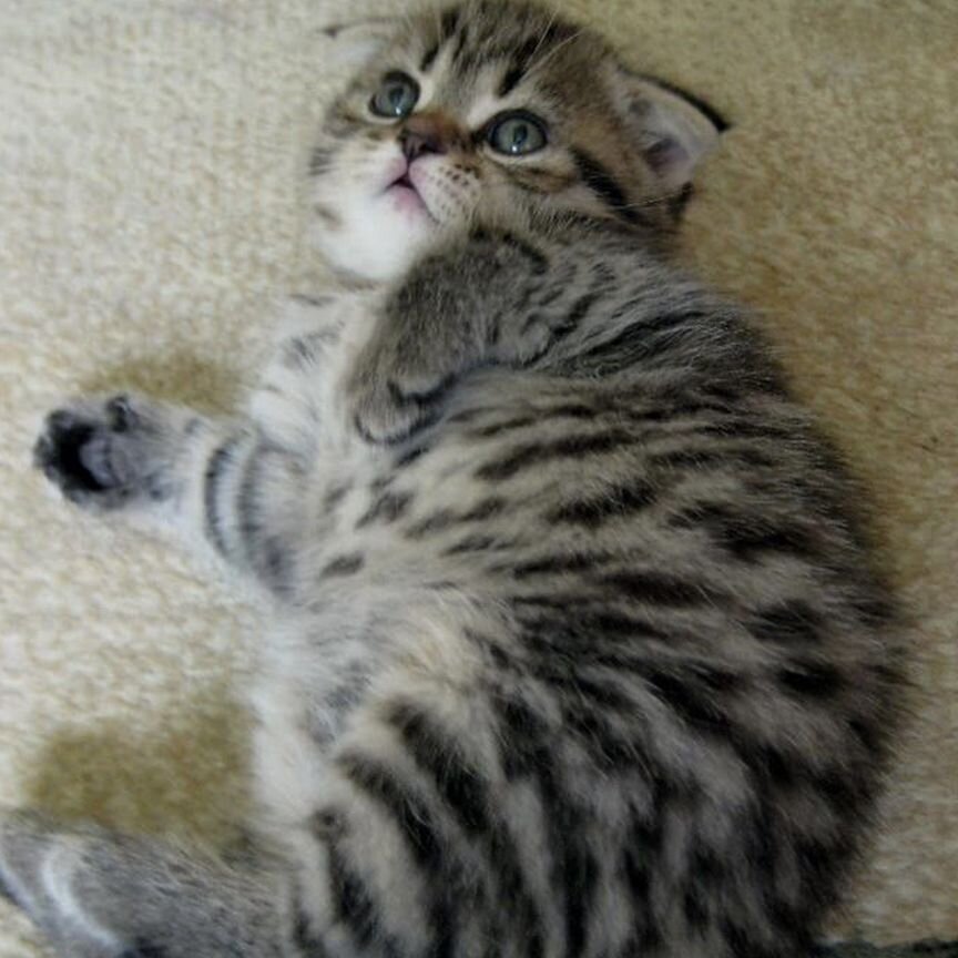 Шотландский вислоухий короткошёрстный котёнок