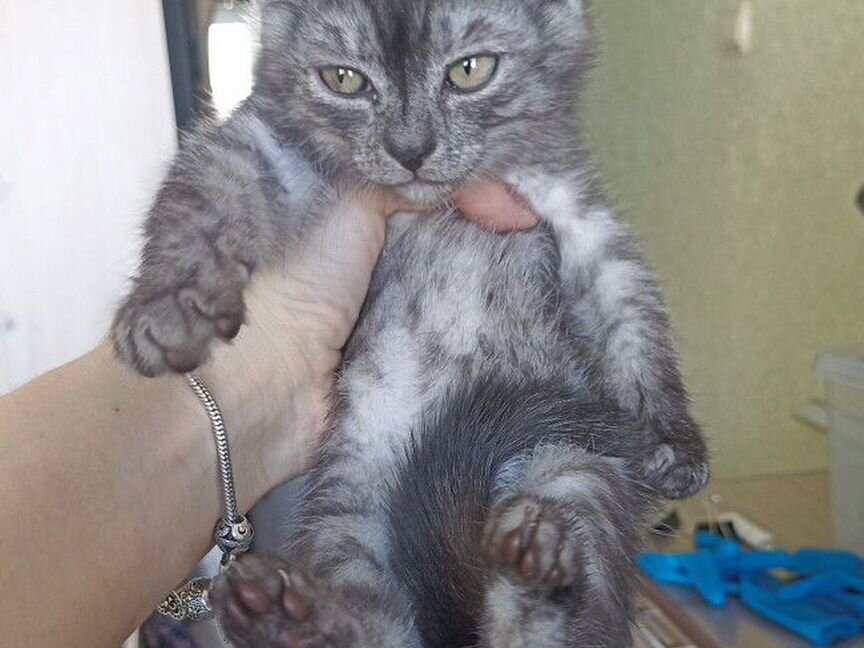 Котенок в добрые руки