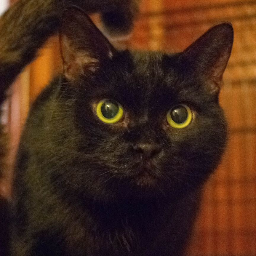 Котик Марсель в добрые руки