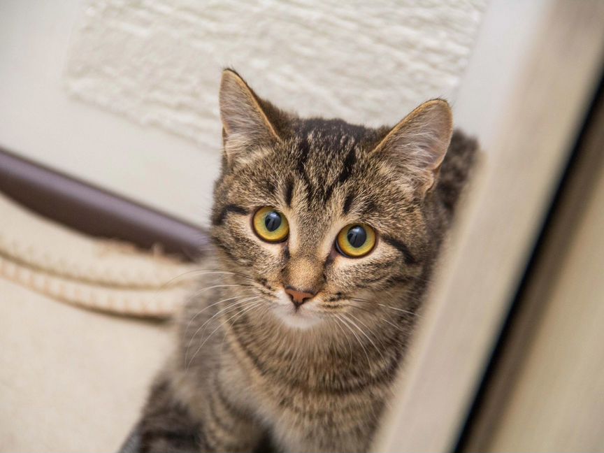 Отдам котенка, 5 мес. Девочка