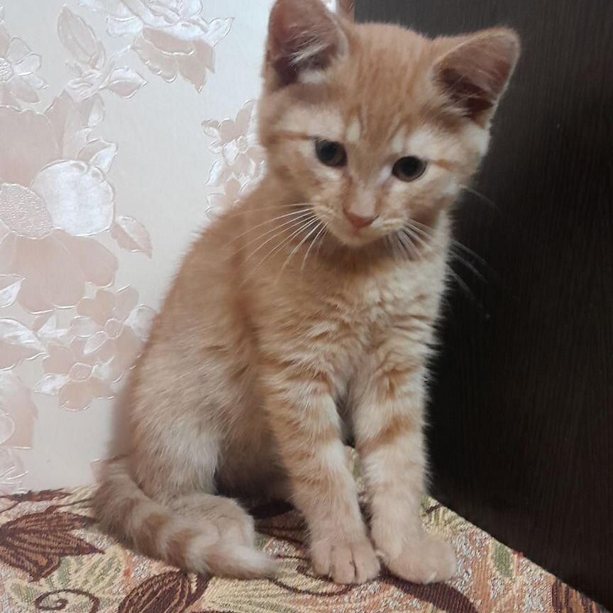 Рыжий котенок мальчик в добрые руки