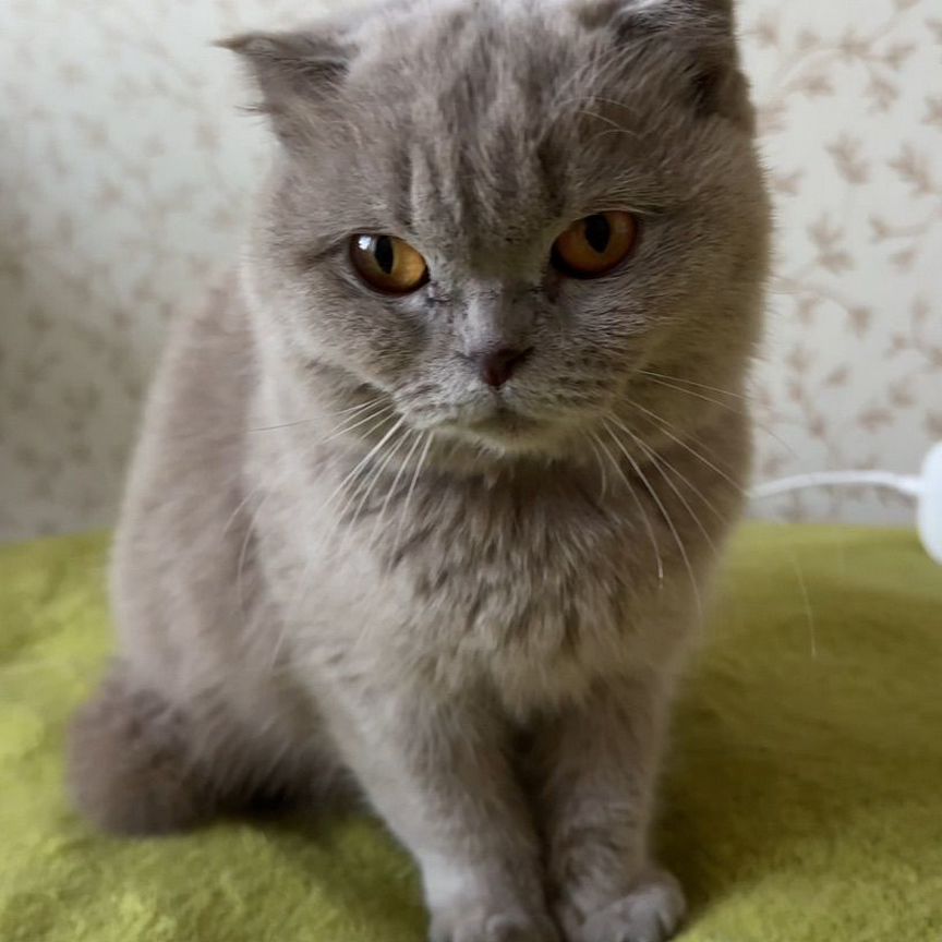 Шотландская