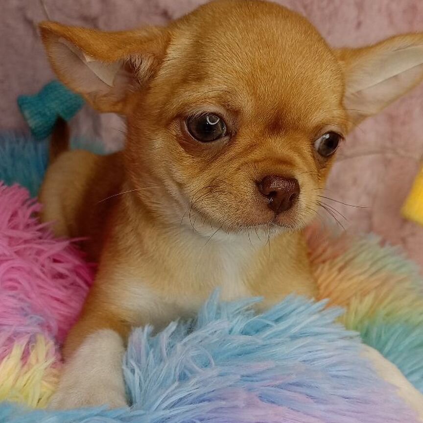 Шоко-оранж девочка чихуахуа