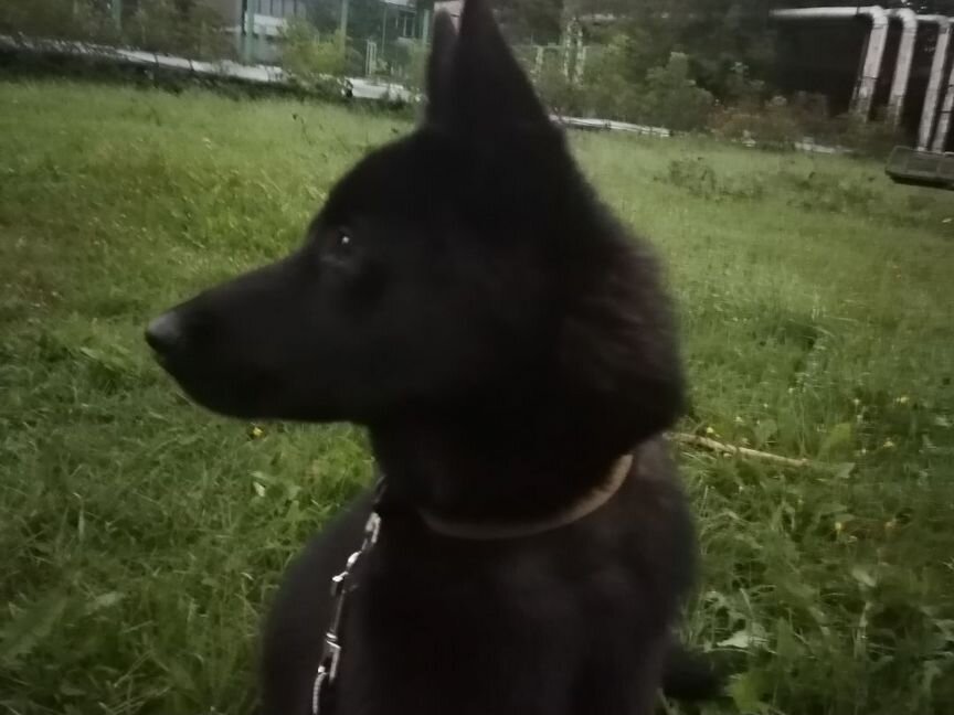 Найдена собака на улице хозяин отзовитесь