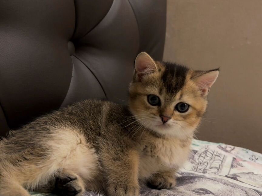 Котята манчкин нестандарт