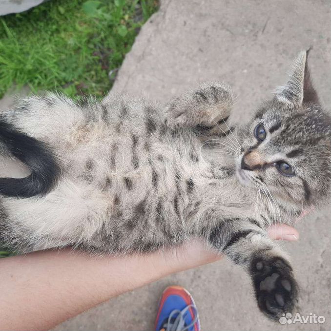 Котёнок в добрые руки. Малышка пропадёт на заводе