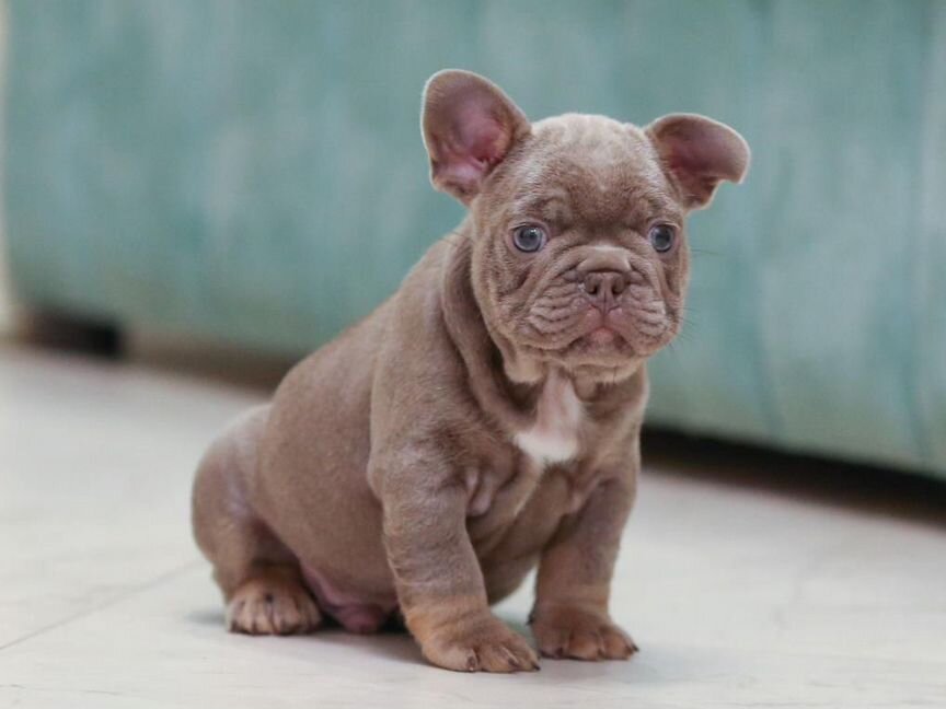 Французский бульдог Изабелла мальчик