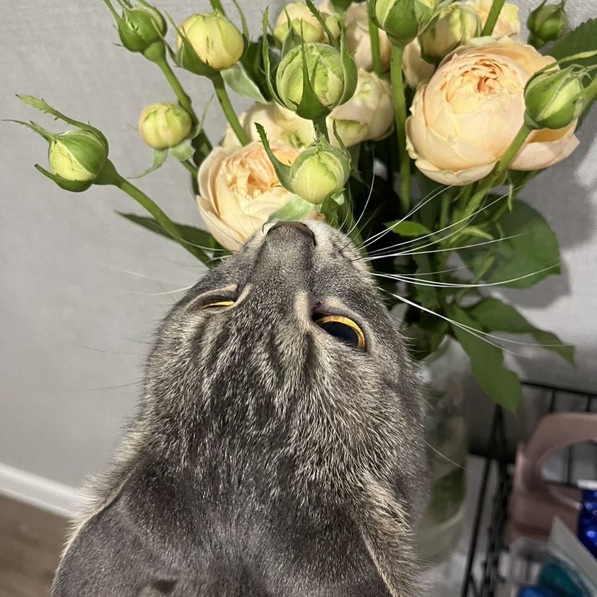 Кошка Луна