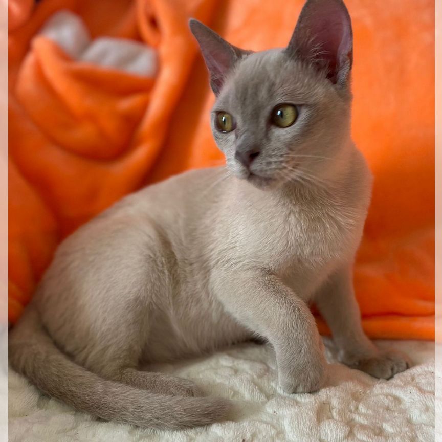 Бурманская кошечка