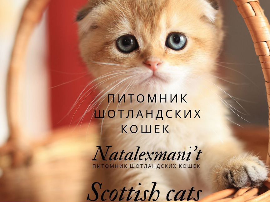 Шотландская кошка