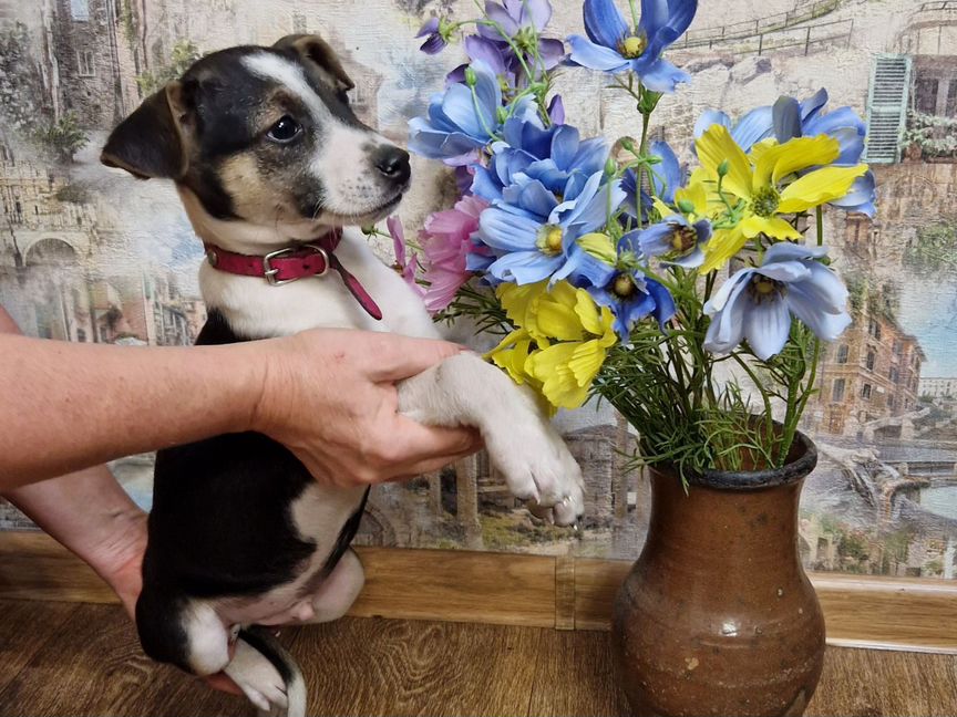 Собака в добрые руки отдам бесплатно