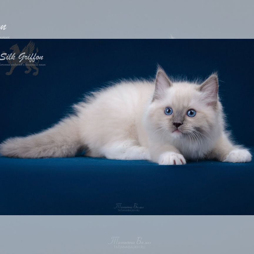 Рэгдолл котёнок