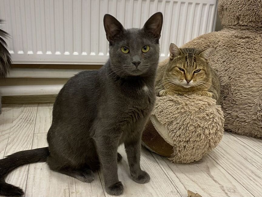 Кошки из приюта ждут своих людей