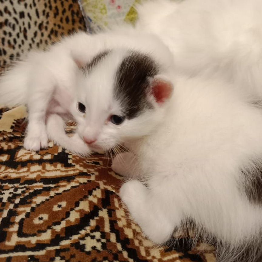 Сибирский котёнок