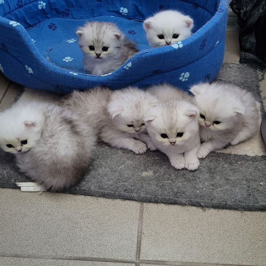 Британский короткошёрстный котёнок