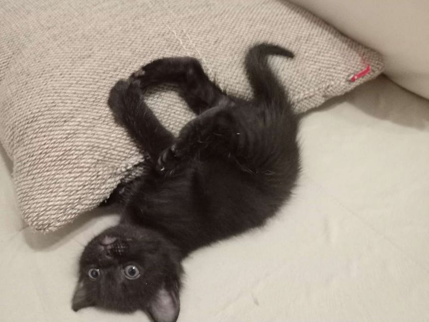 Черный котенок девочка