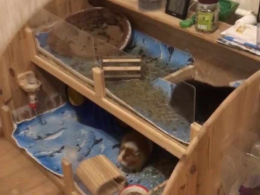 Стеллаж/ вольер для морских свинок