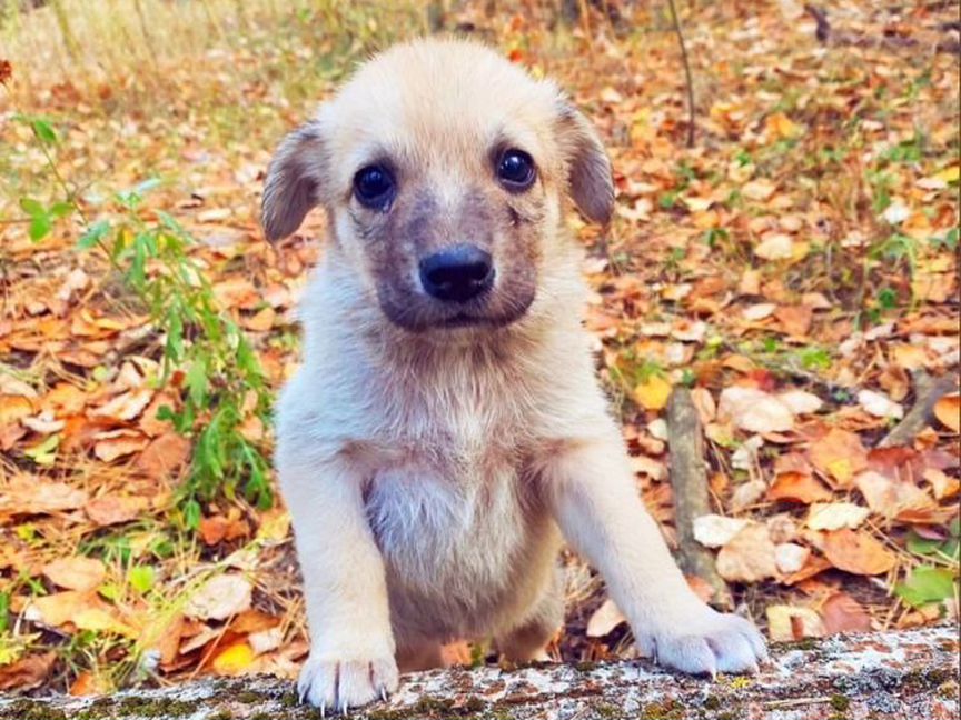 Щенки дворняжки бесплатно