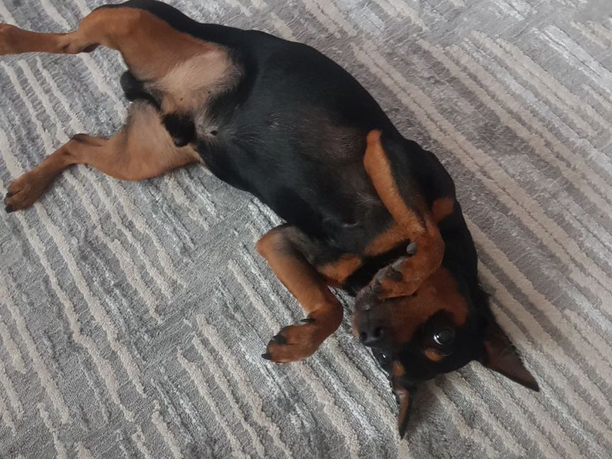 Собака цвергпинчер бесплатно в добрые руки