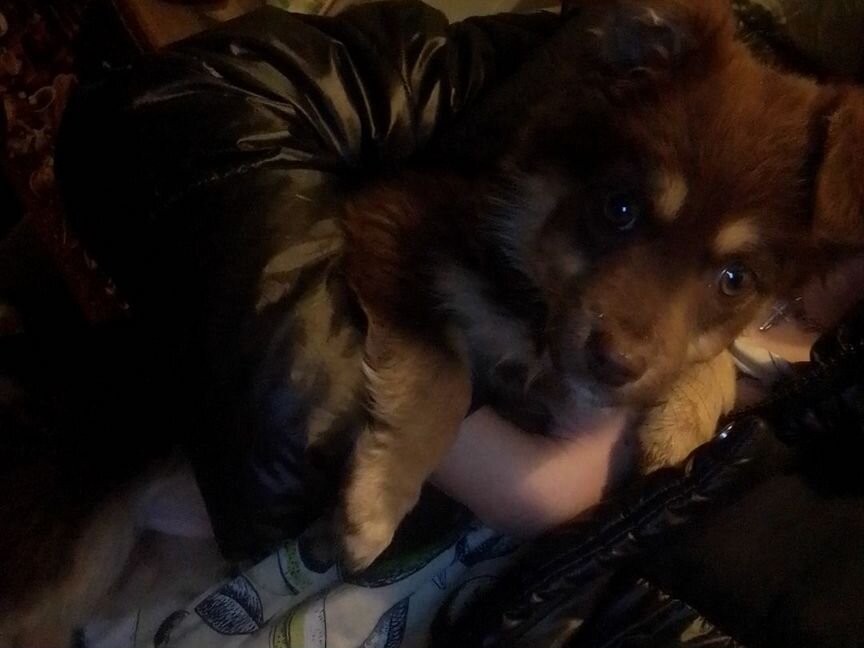 Маленькая собака в добрые руки