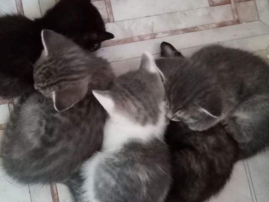 Котята в добрые руки бесплатно 1месяц