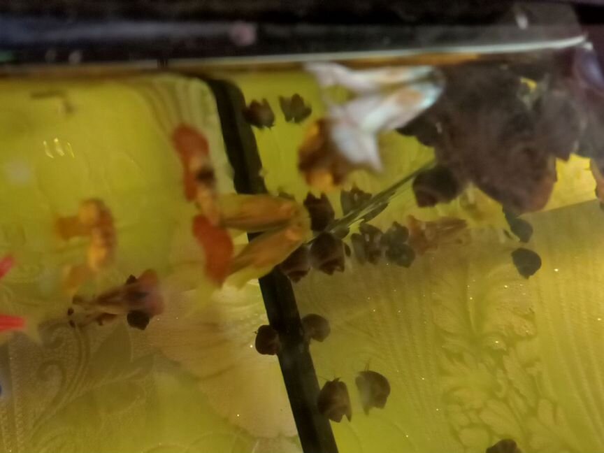 Улитки ампулярии