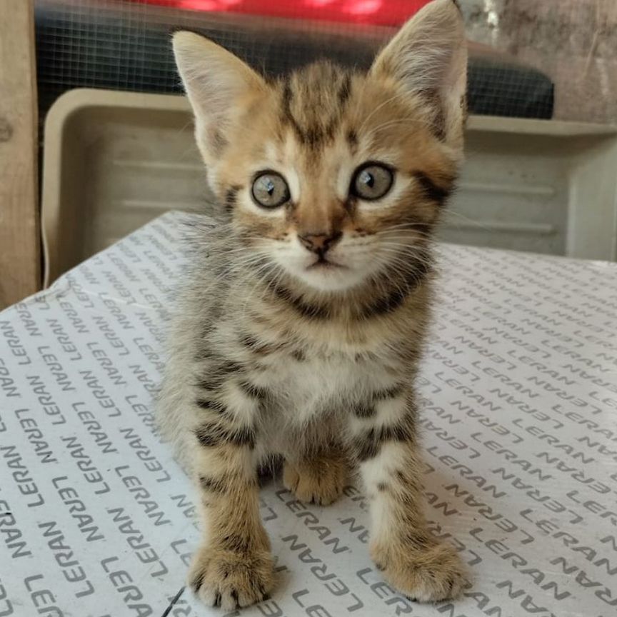 Котенок девочка бесплатно