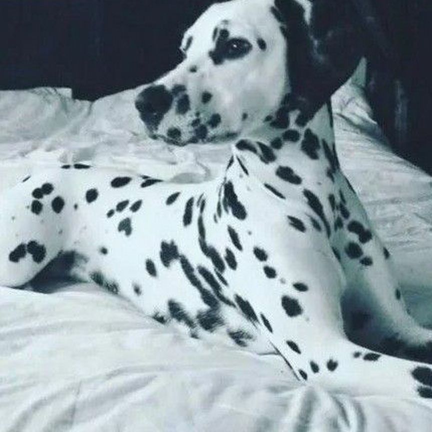 Далматин, взрослая собака