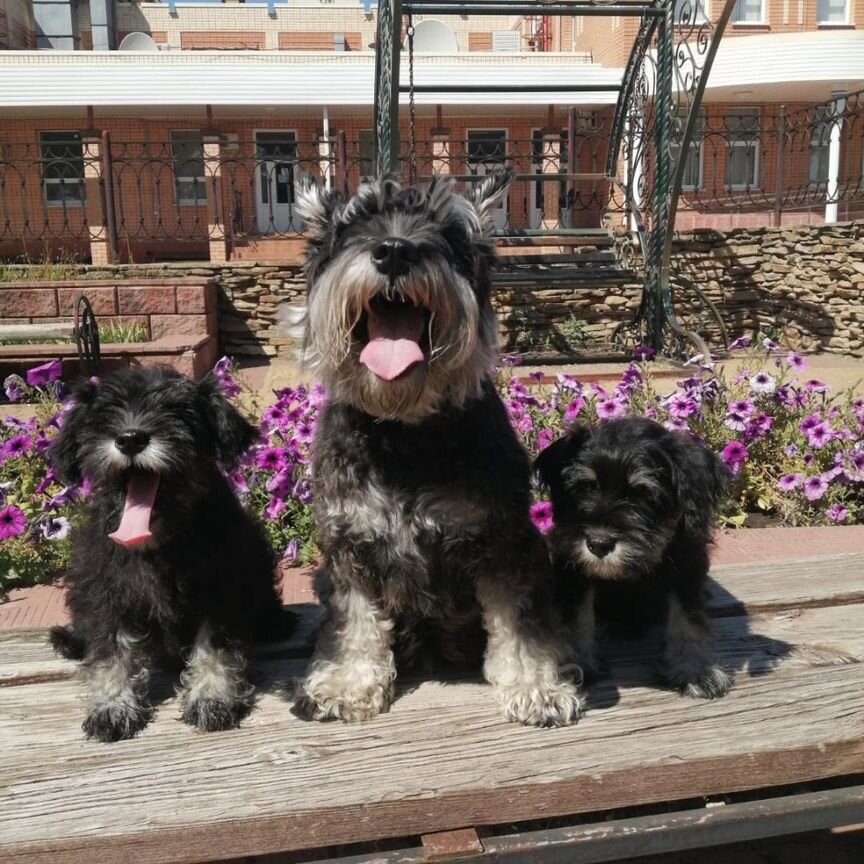 Цвергшнауцер щенки черный с серебро