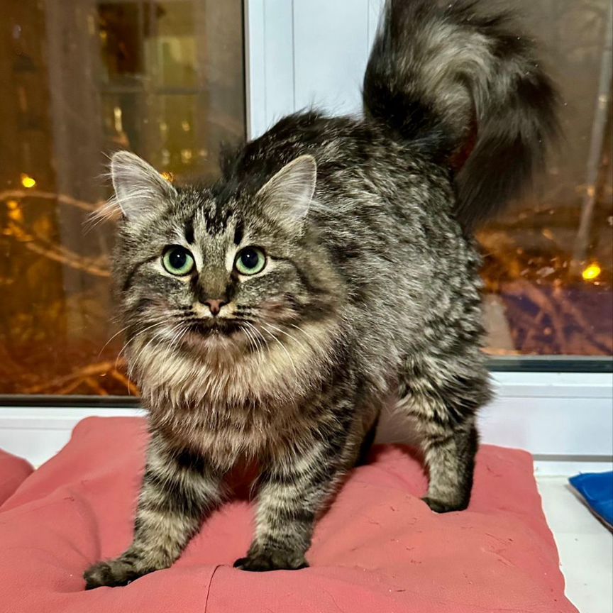 Кошечка 6-7 мес